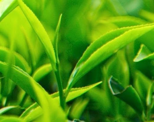 WORLD OF TEA: Withering of tea