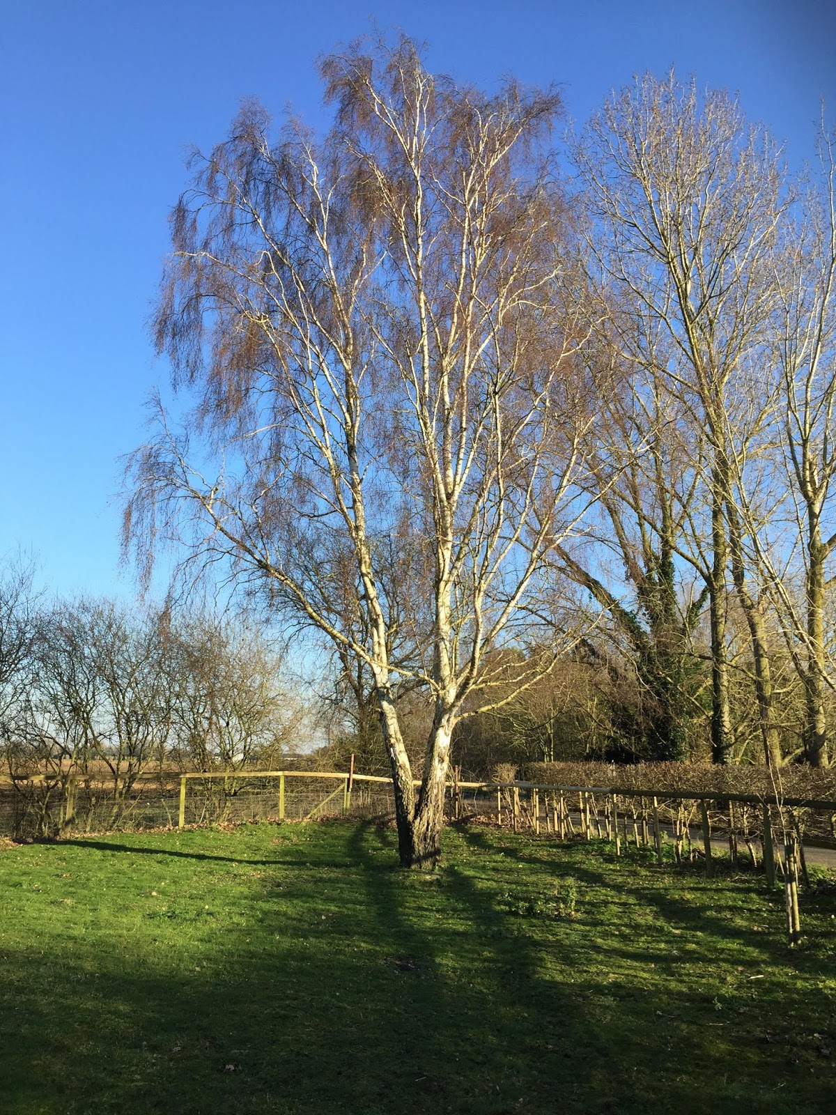 Notes From A Suffolk Smallholding I Enjoy Silver Birch Trees notes-from-a-suffolk-smallholding-i-enjoy-silver-birch-trees