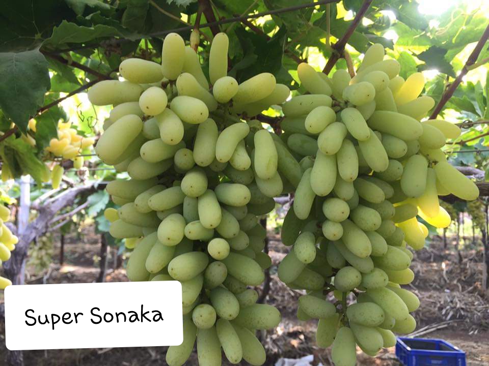 Galeri Foto Buah Anggur India Varietas Super Sonaka