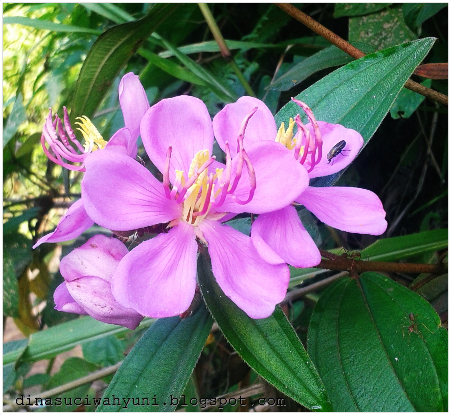 KLASIFIKASI ILMIAH BUNGA SENGGANI ( HARENDONG) SERTA MANFAATNYA BAGI ...