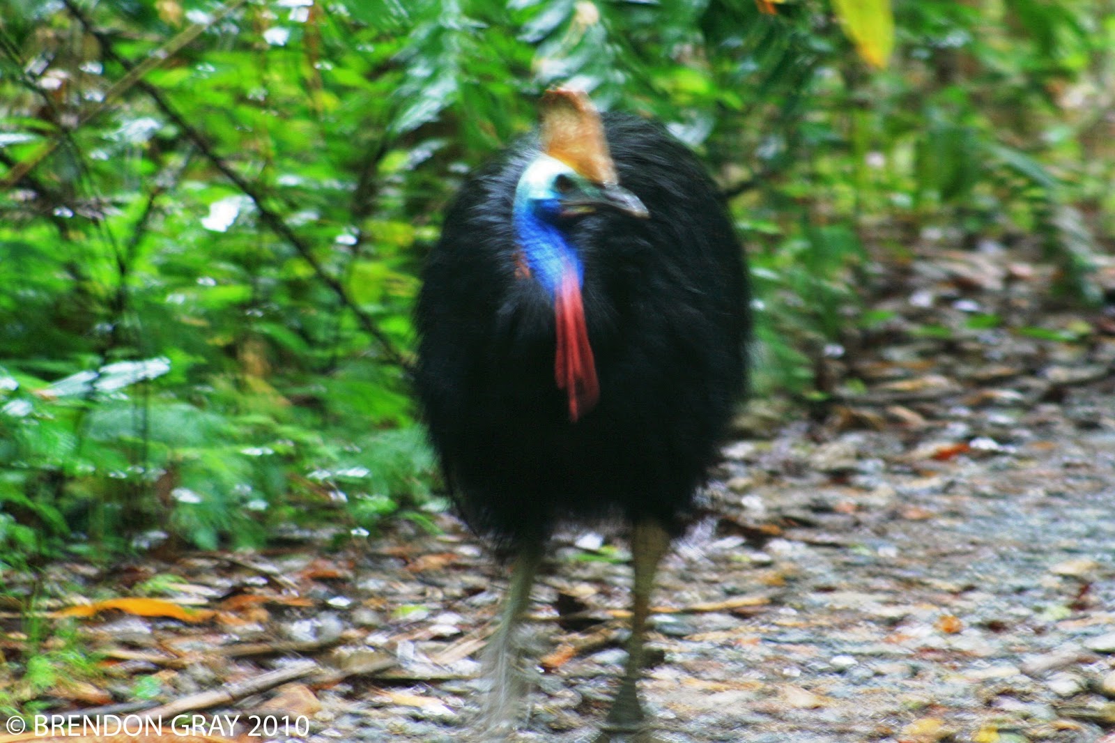 Cassowaries in the Daintree Rainforest 24/11/10