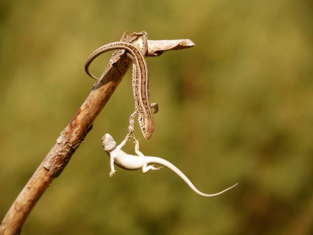 Amazing Animal: Lizard saves his falling friend | Amazing Creatures