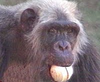 *: Eu conheci o MACACO TIÃO