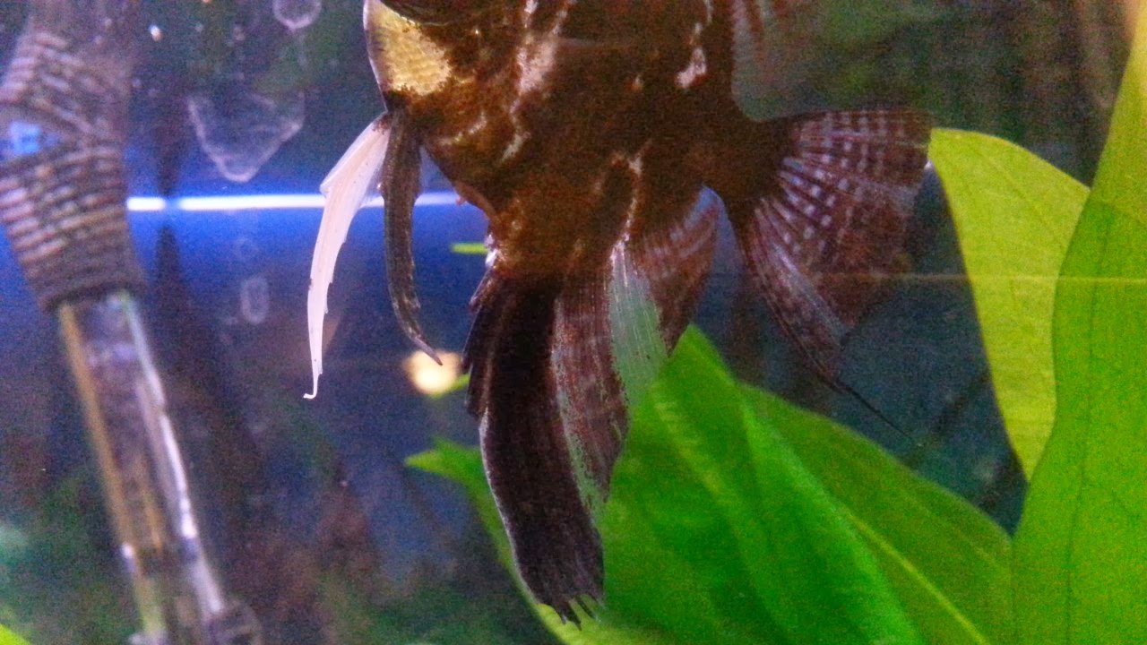 Angelfish Breeding - Raising Fry - Telling Genders