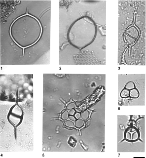About Fish and Marine Science: 5 Kelas Utama Fitoplankton