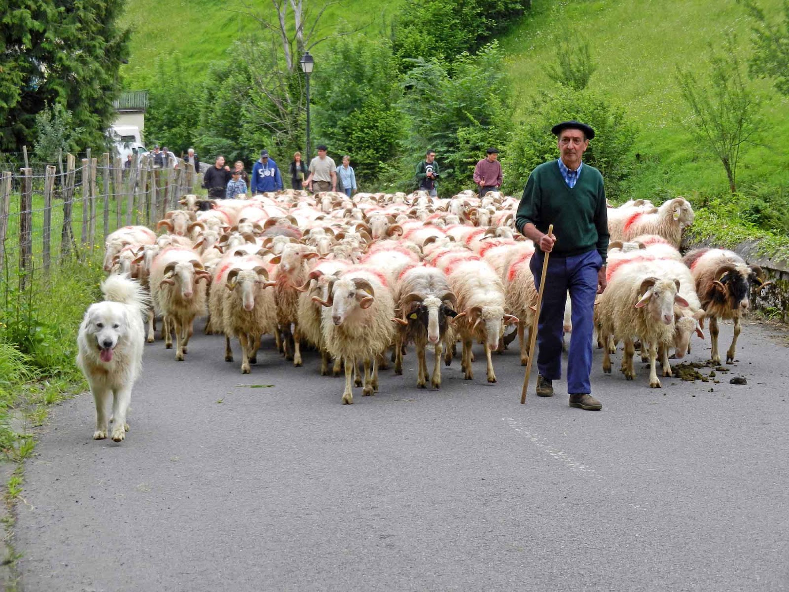 The Beret Project: Shepherds and Berets