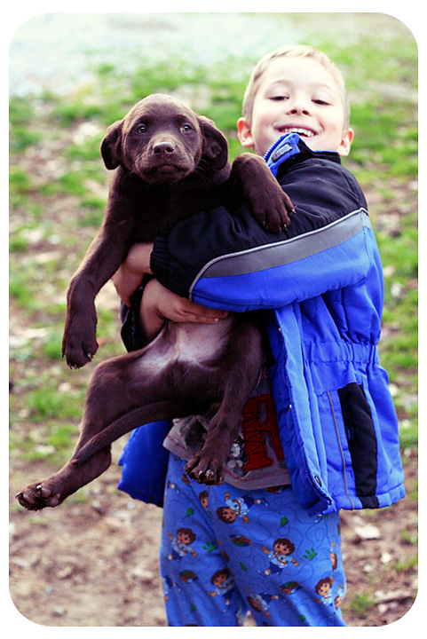 Dogs: Chocolate Labrador Retriever Puppies at 10 weeks Old! | Bull Rock ...