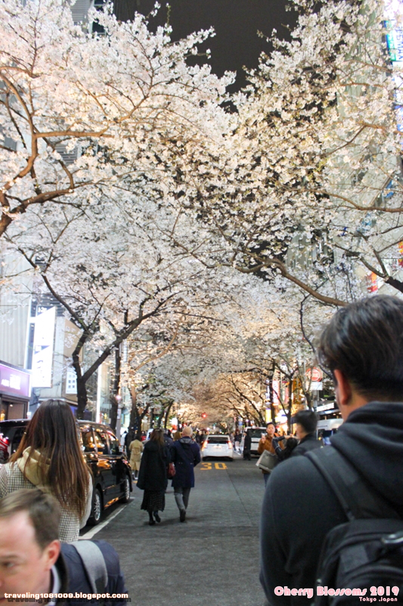 Travel around the world.: ชมความงามของดอกซากุระบานในฤดูใบไม้ผลิที่ ...