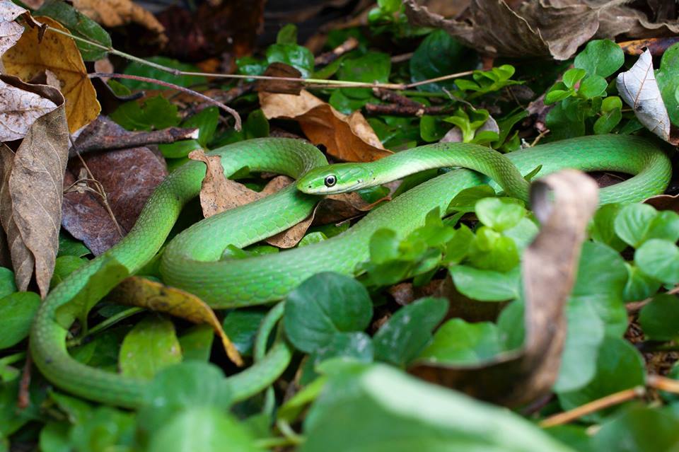 Herpedex: All the Herps I Have Seen In The Wild: Fall Herping in ...