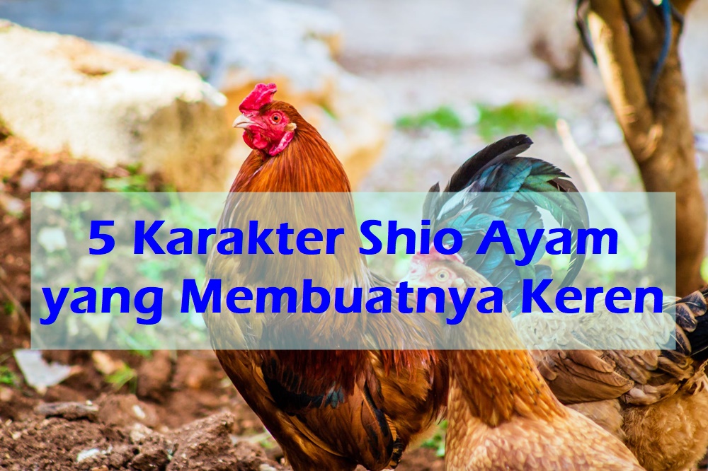 5 Karakter Shio Ayam yang Membuatnya Keren - Ery Udya's Blog