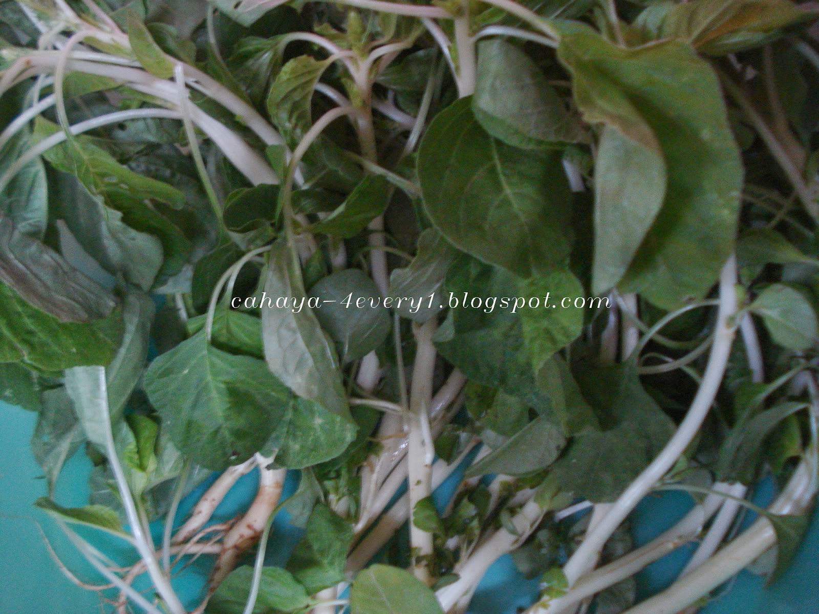 RUMAHKUBAHAGIAKU: Sayur bening bayam putih