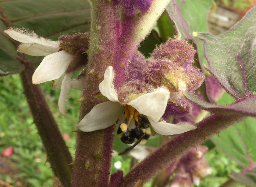 La historia de las plantas : Historia del lulo o naranjilla