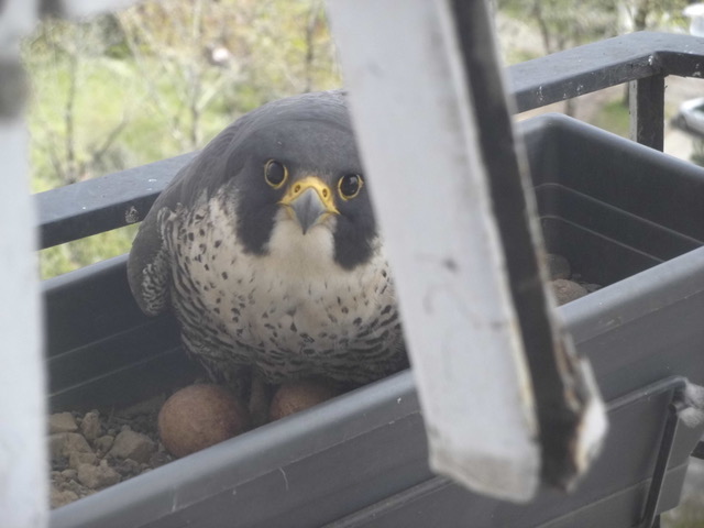 Oiseaux des Pyrénées 64. : La nidification du Faucon pèlerin dans les ...