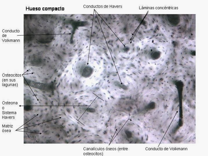 La osteona o sistema de havers