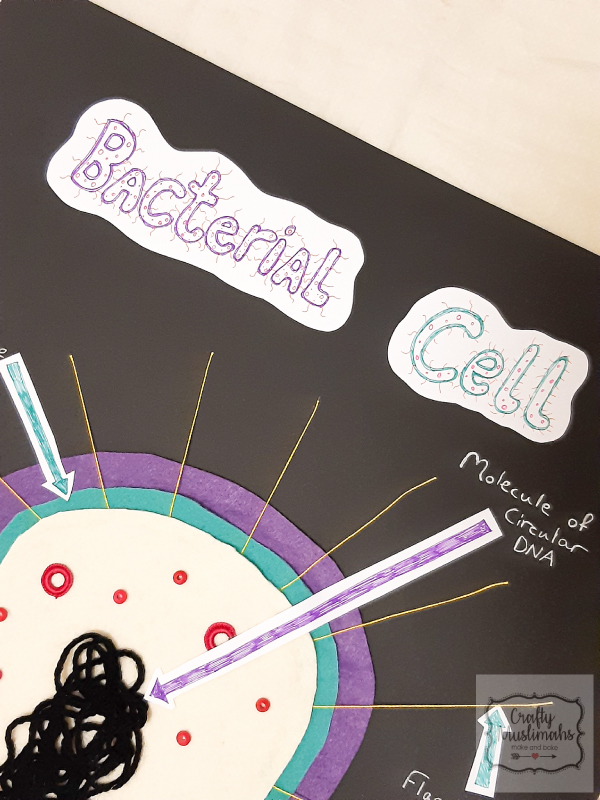 Crafty Muslimahs: Bacterial Cell Poster for School