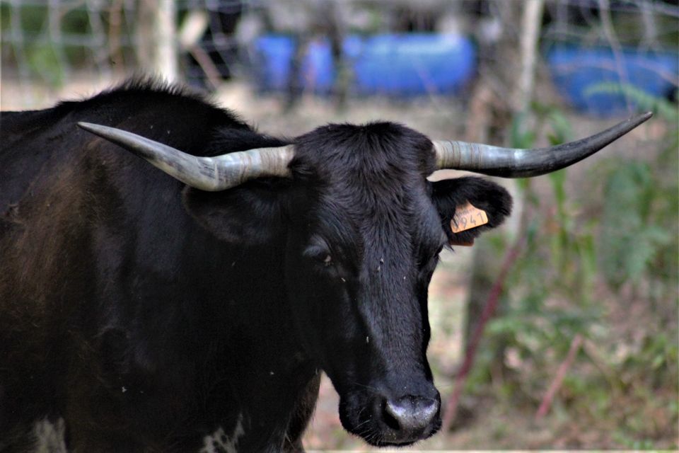 Bos taurus taurus