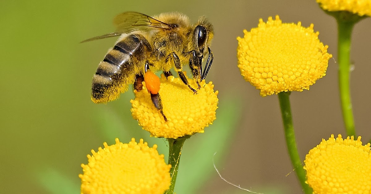 Tahukah Kamu Bagaimana Lebah Bisa Menghasilkan Setengah Kilogram Madu ...