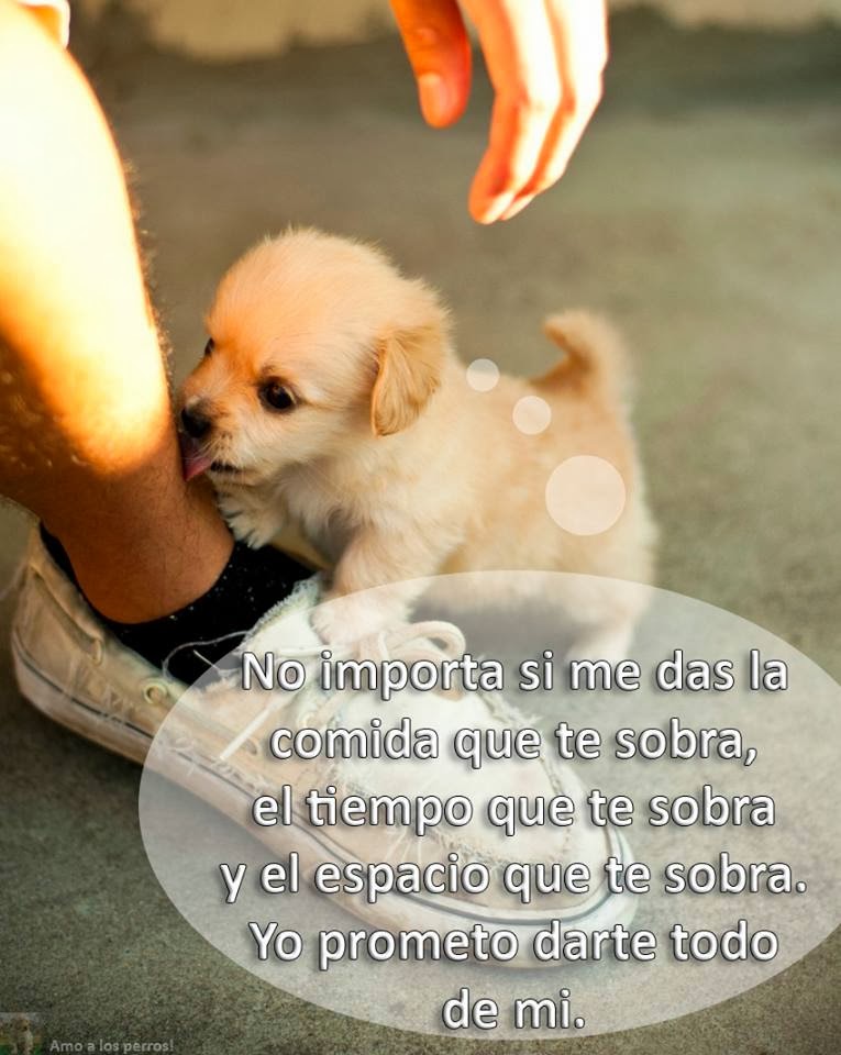 Frases Bonitas Para Facebook: Amo A Los Perros | Frases Sobre Los Perros