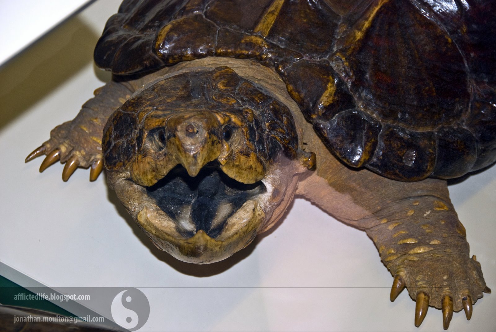 This Year Behind the Lens: Totally awesome turtles