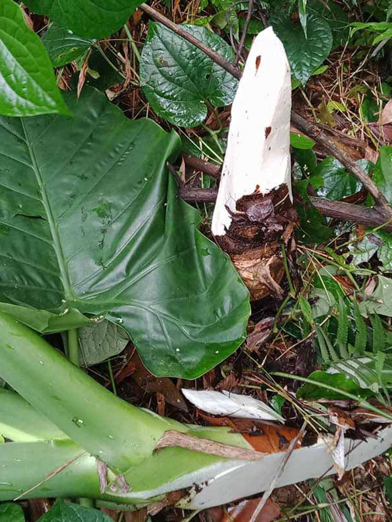 Củ ráy dại có chữa được xương khớp không? Cách dùng củ ráy dại như nào?