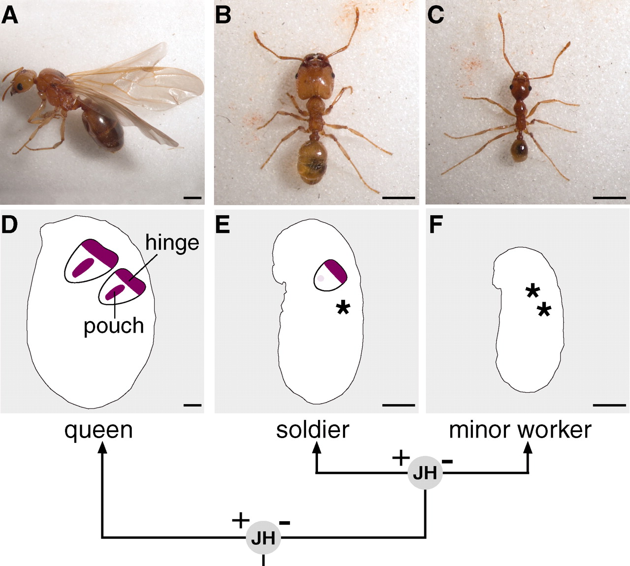 Molecular Evolution Forum: Soldier Ants and Caste Evolution
