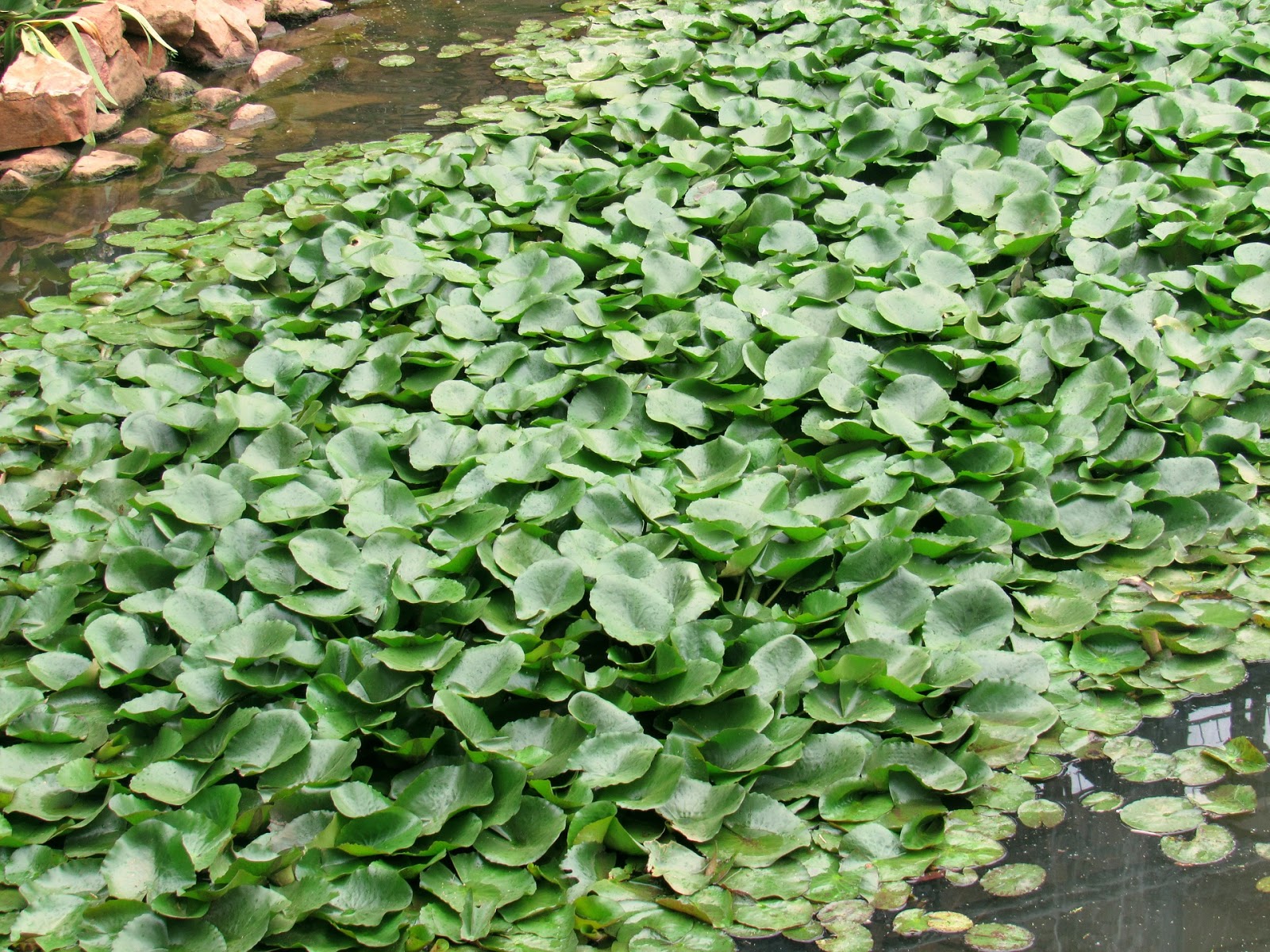 Aura.backdrop : Ecological significance of MACROPHYTES