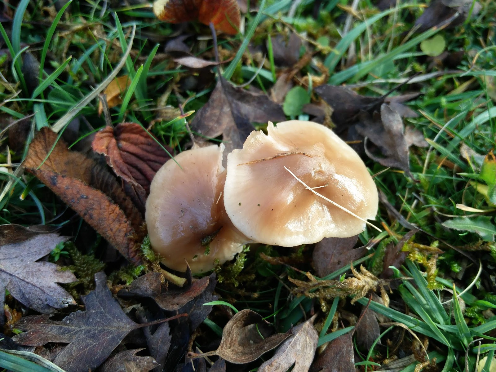 Misidentifying Fungi: Review of that grassland waxcap identification ...