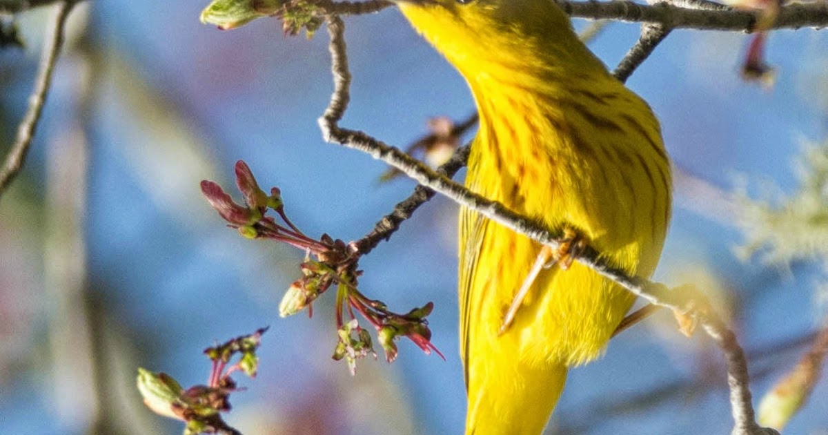 Carol's View Of New England: Spring birds in New England