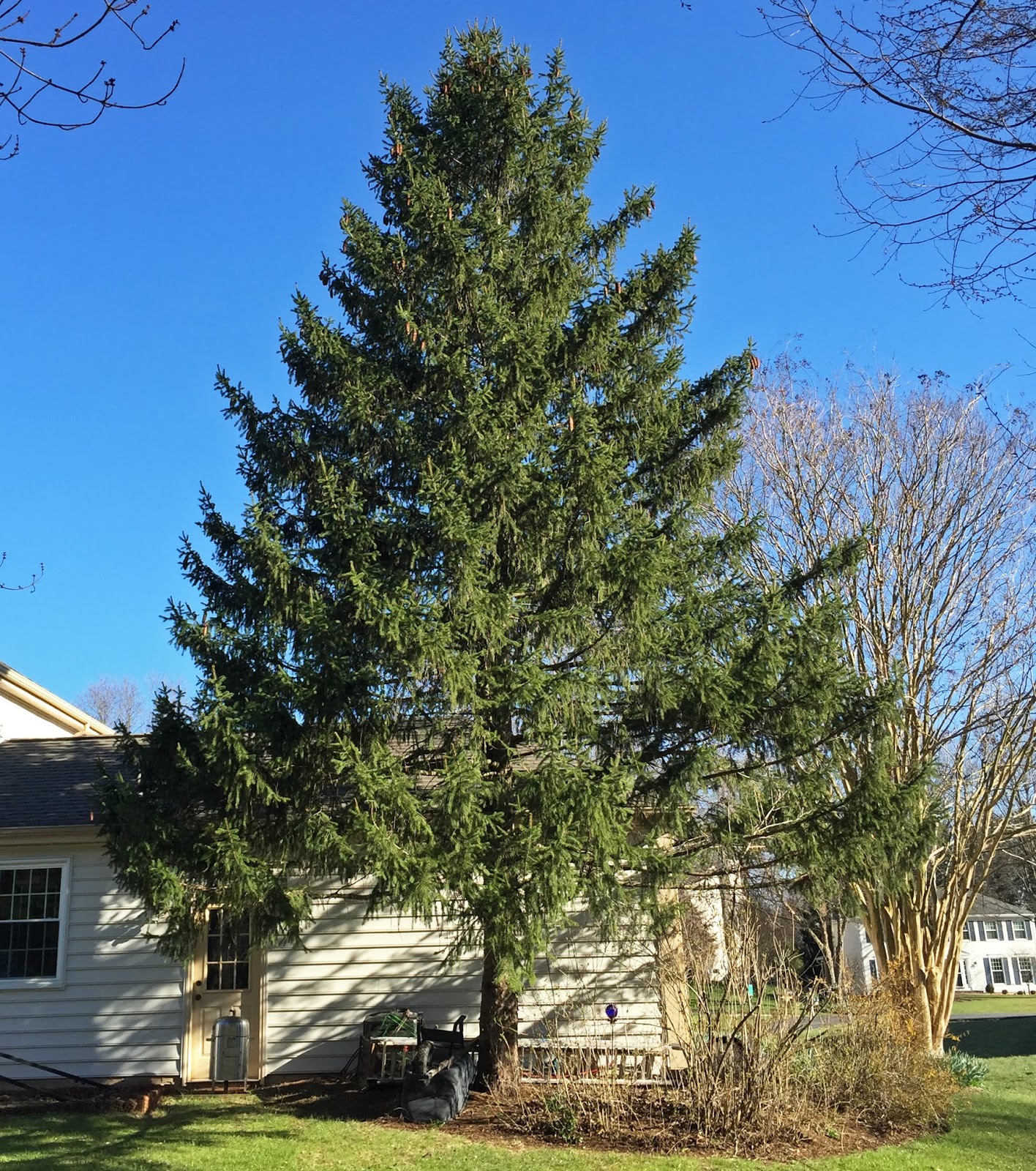 Replant.ca Environmental: The Norway Spruce tree (Picea abies)