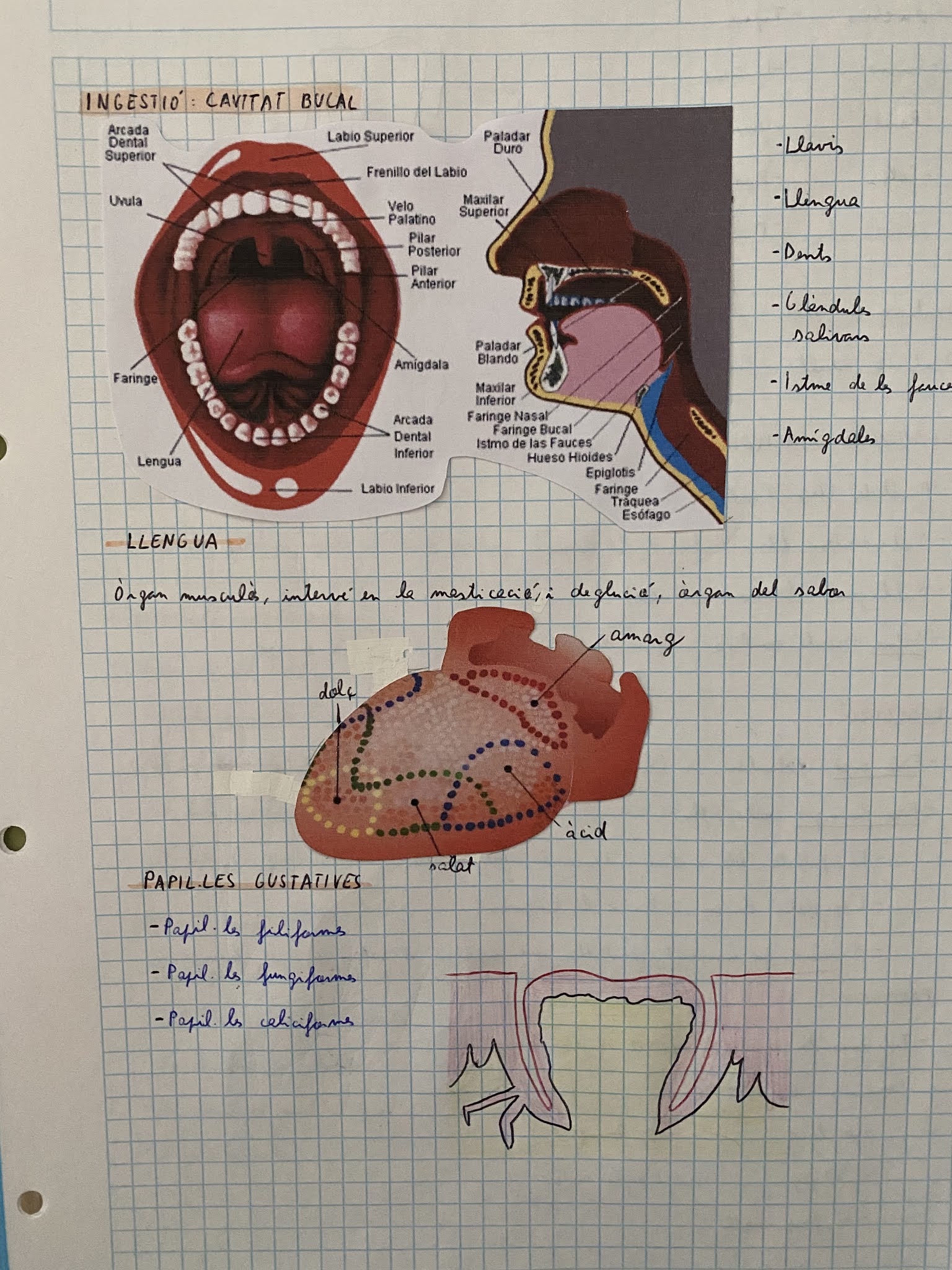 Cuadernos de Anatomía