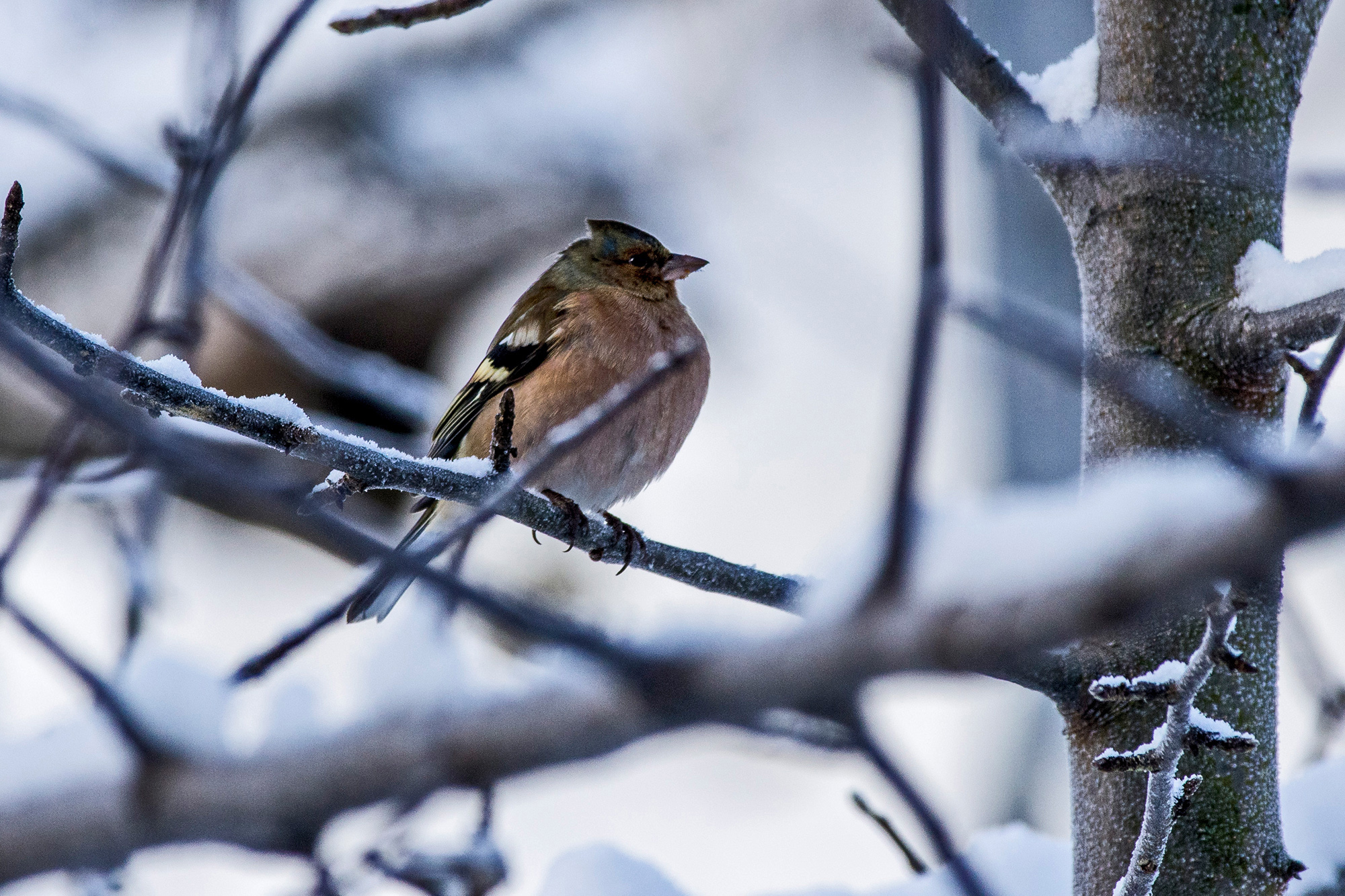 4 passi in Val di Sole: Molte cince e qualche fringuello…