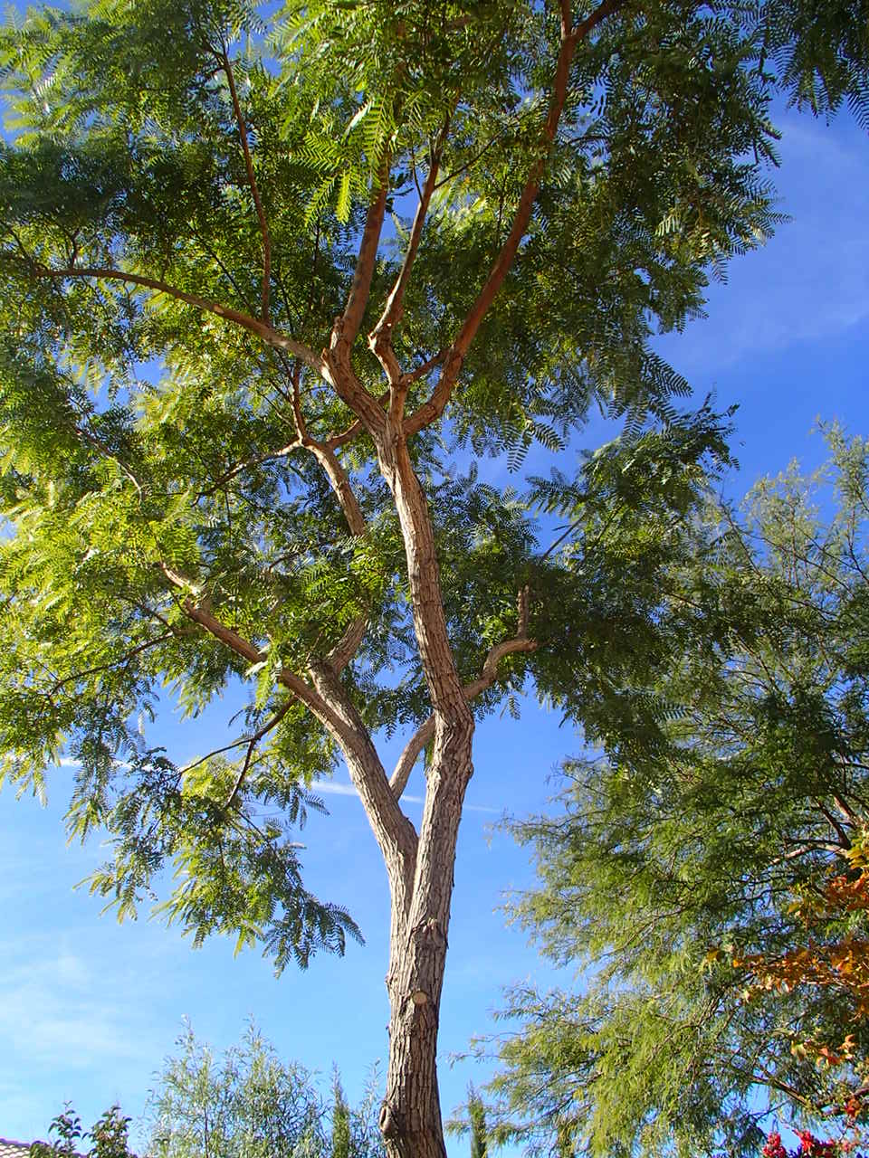 Xtremehorticulture of the Desert: Considering Growing Tipu in the ...