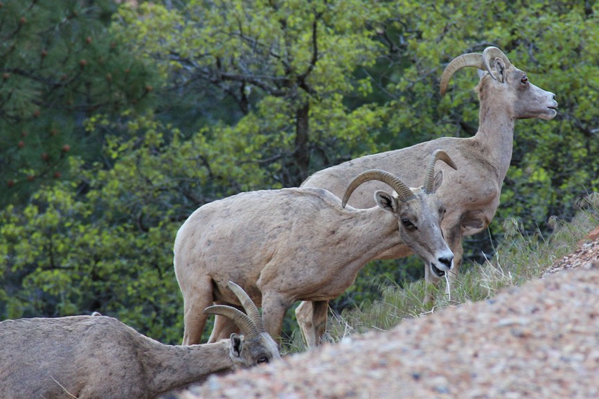 Nevada and Utah: Big Horn Sheep (Zion National Park, Utah)