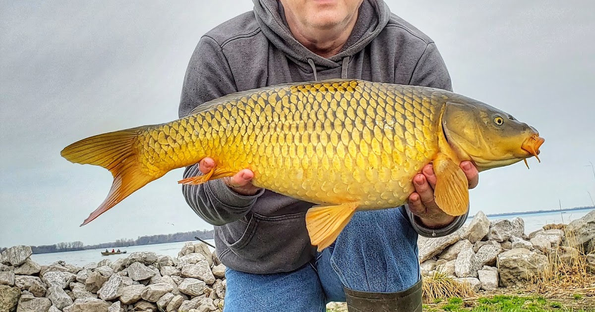 Michigan Carp Fishing Blog: Lake Erie Metro Park Carp Fishing