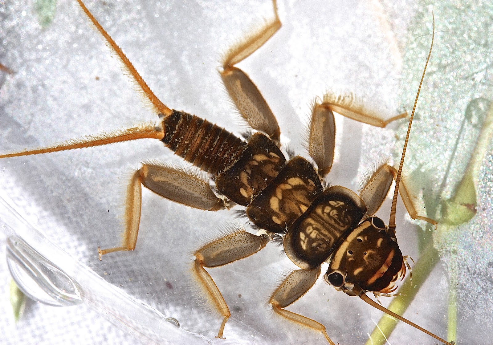 Aquatic Insects of Central Virginia: Eight Miles Apart, Two Different ...