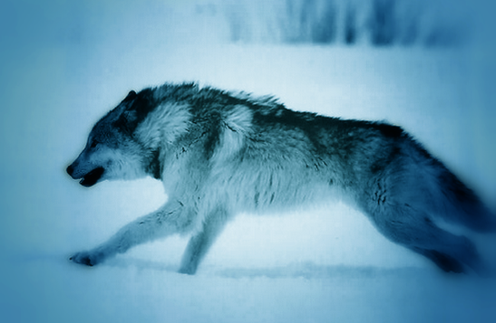 STOP WOLF HUNTS: WOLF PETITIONS