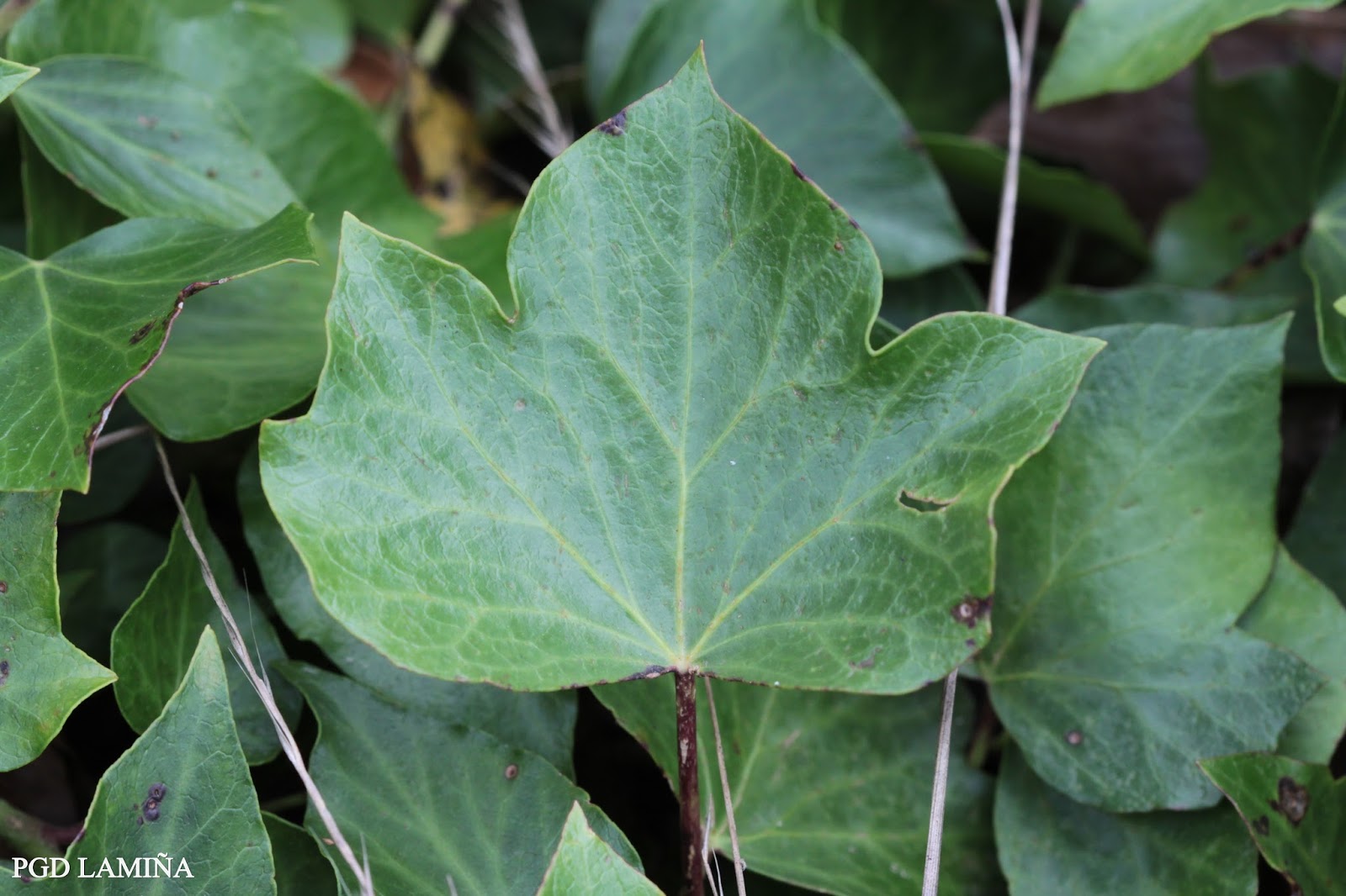 HEDERA HELIX. hiedra común o hiedra.