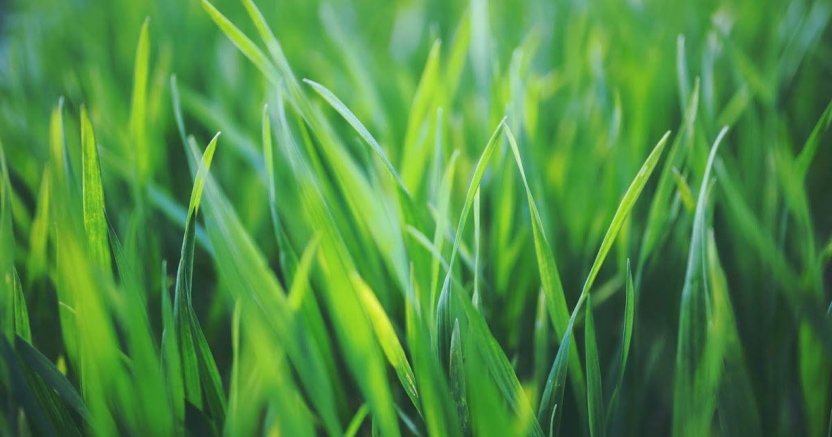 ¿El pasto siempre está más verde en otro lugar?