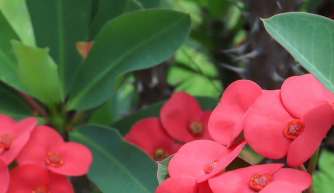 Panduan Perawatan Bunga Mahkota Duri (Euphorbia milii) - DWI PURWANTO