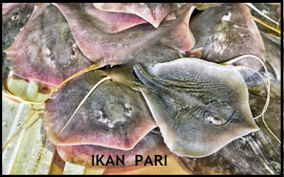 Anim Agro Technology: JENIS-IKAN PARI POPULAR