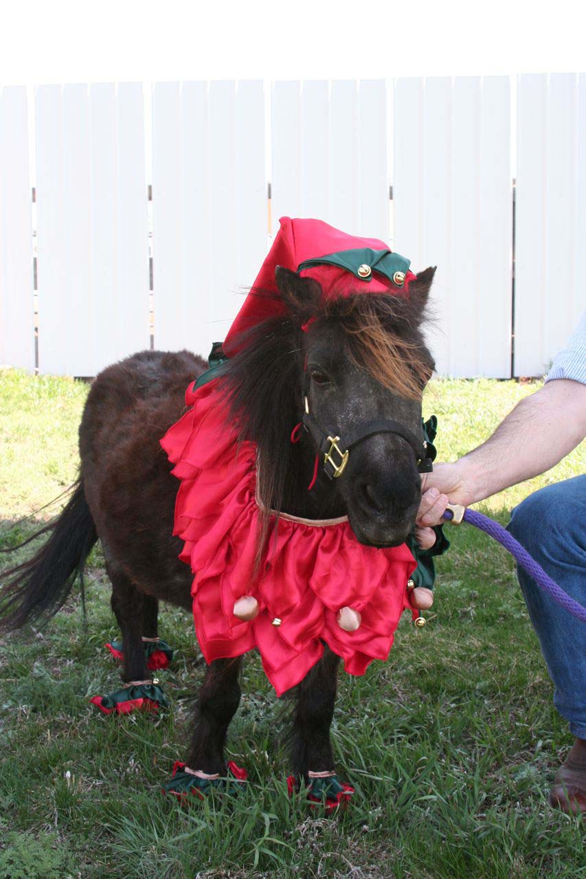 Horse Fancy Dress Ideas: Elf