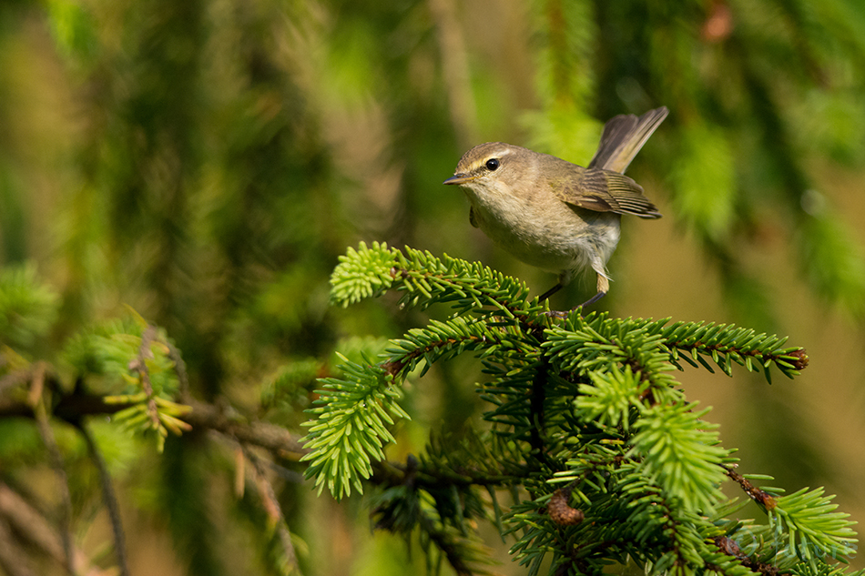 Foture: Väike-lehelind, Phylloscopus collybita