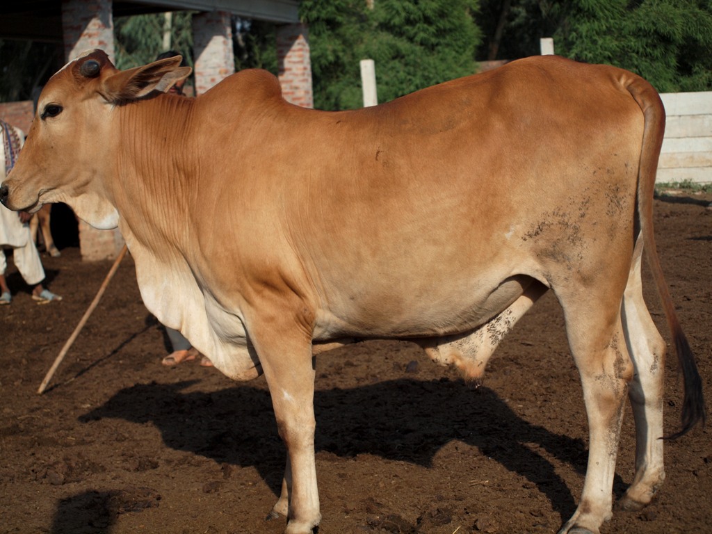 Kamu Penikmat Susu? Ini 5 Jenis Sapi Penghasil Susu Terbaik di Dunia