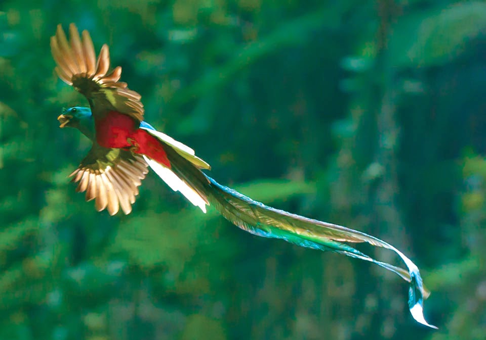 BiOjUnKiEs: Quetzal, el ave sagrada