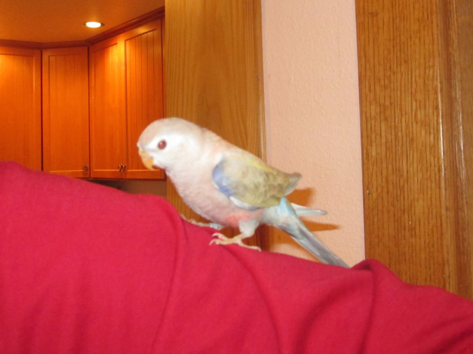 The Splendid Bourke Bird Blog: 2019