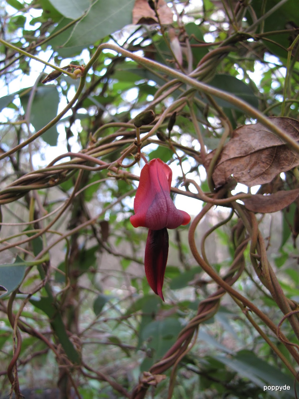 Sydney's Wildflowers and Native Plants: Kennedia rubicunda - Dusky ...