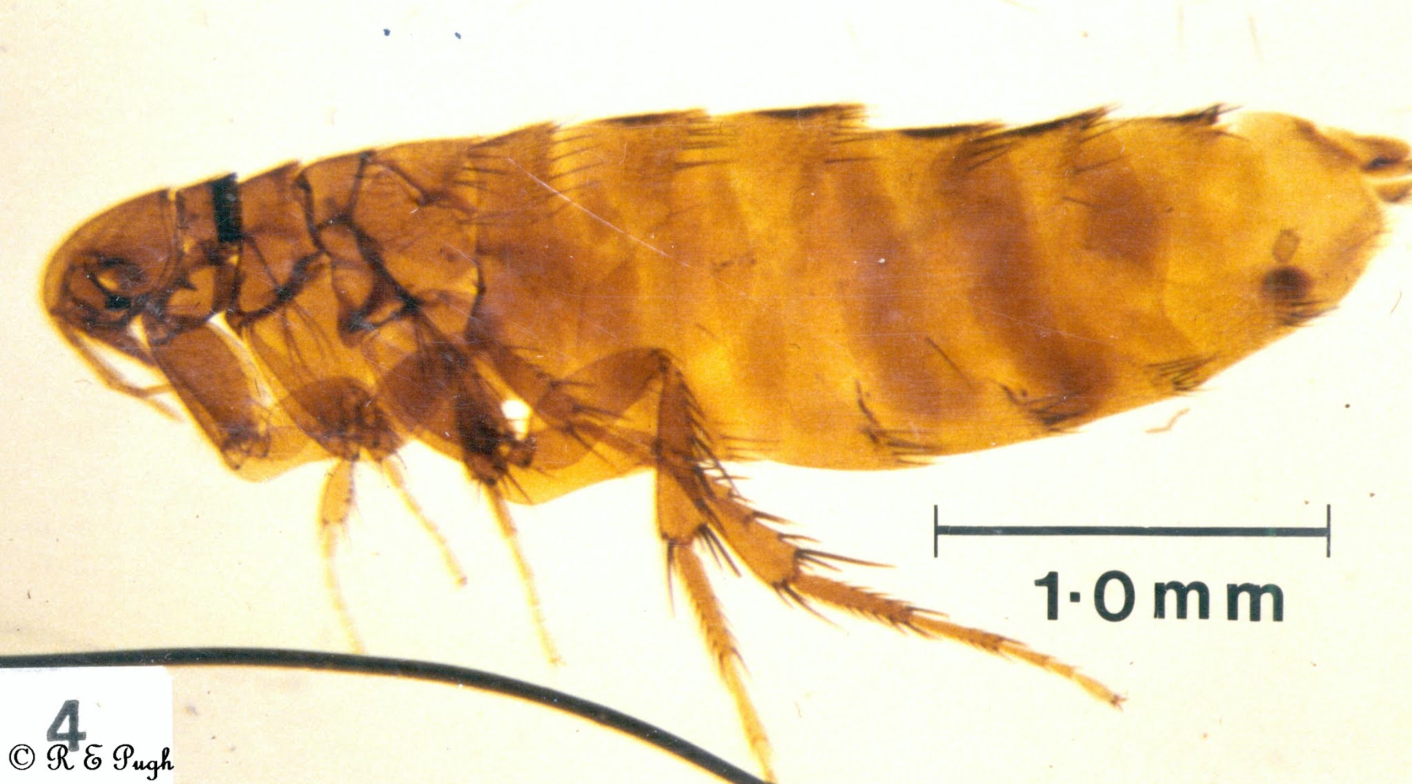 Variety of Life: Pygiopsyllidae