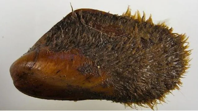 Cozza ripiena pugliese al sugo - i sapori della cucina tarantina ...