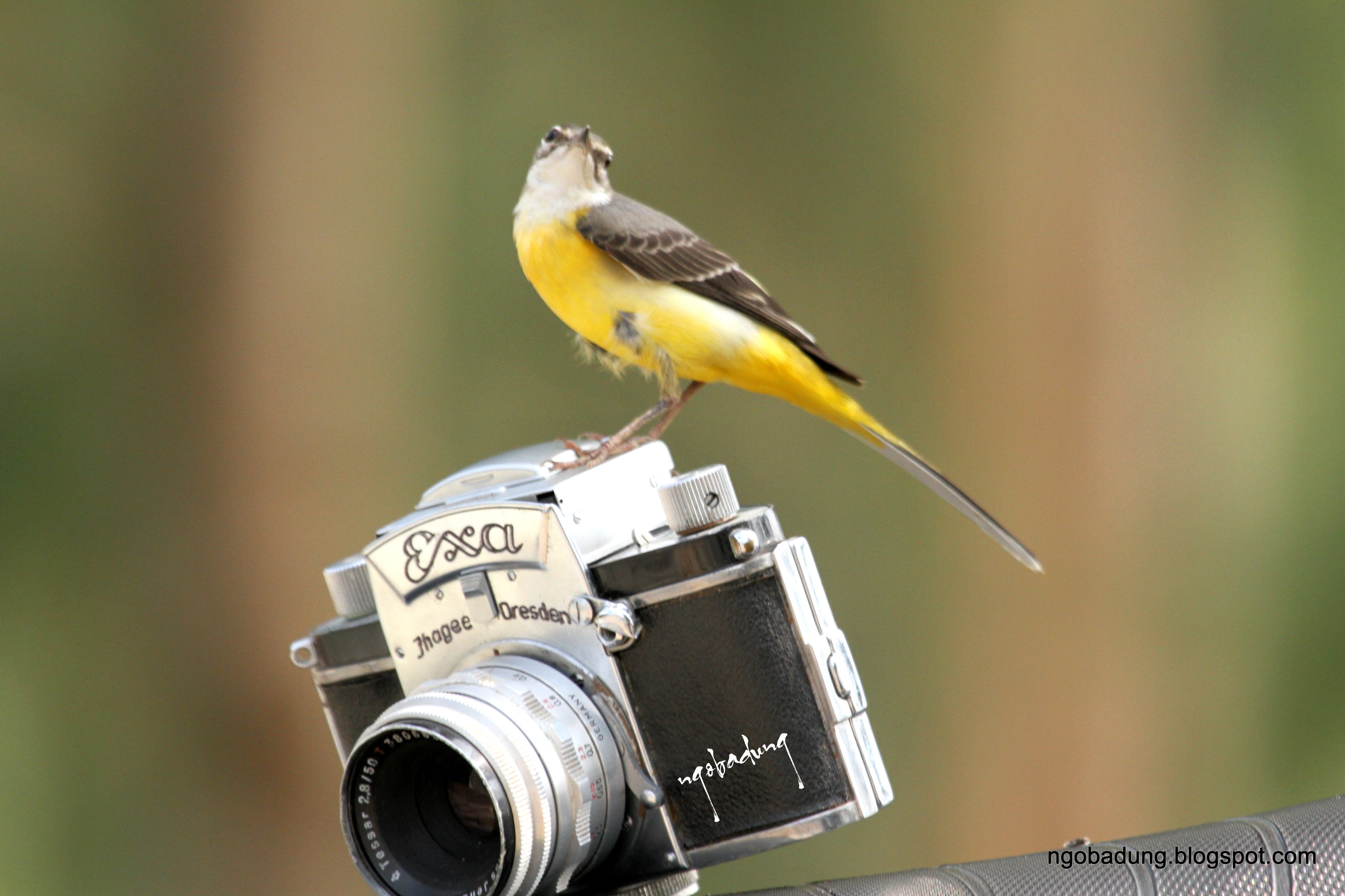 ngobadung & Hoian: CHIM CHÌA VÔI - Motacilla Alba - những hình ảnh