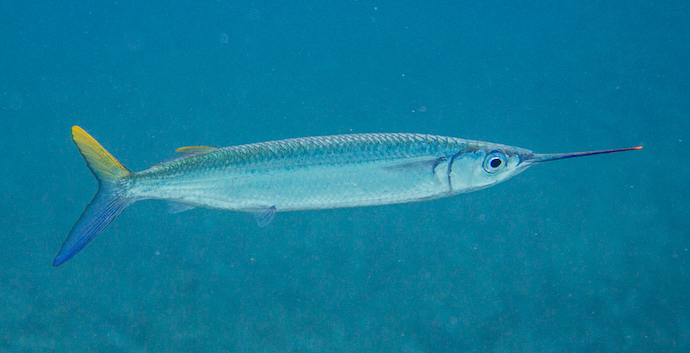 Best Baitfish For Deep Sea Fishing in Florida